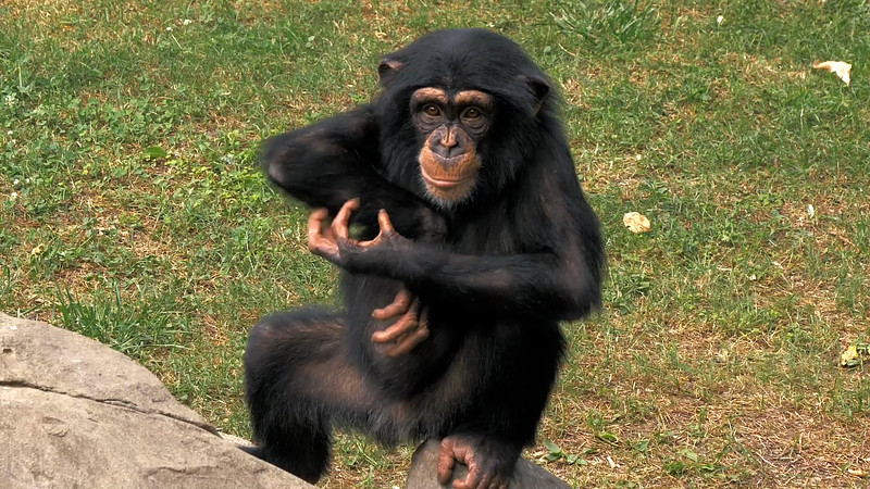 Proko - Ape Reference 5