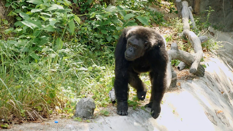 Proko Ape Reference 4