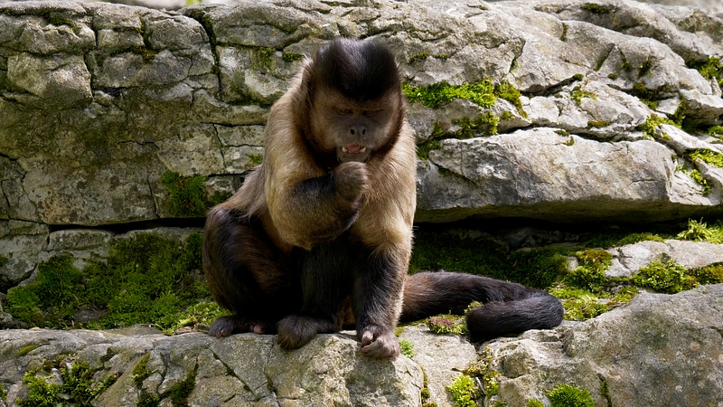 Proko - Ape Reference 8