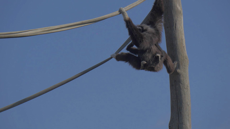 Proko - Ape Reference 9