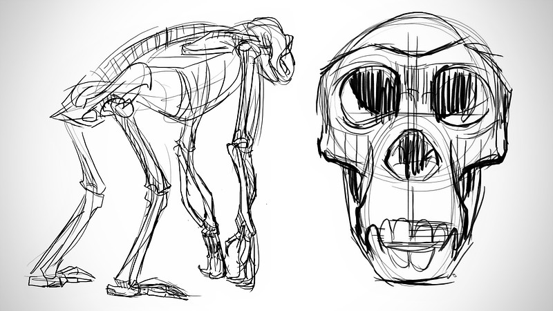 Proko - Ape Skulls and Skeletons Assignment Demos