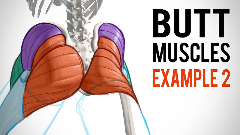 Proko - Butt Muscle Assignment Example 2