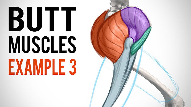 Proko - Butt Muscle Assignment Example 3