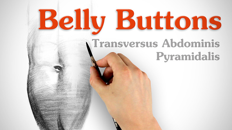 Proko - Belly Buttons and More