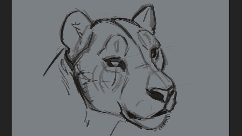 Proko - Lion Anatomy