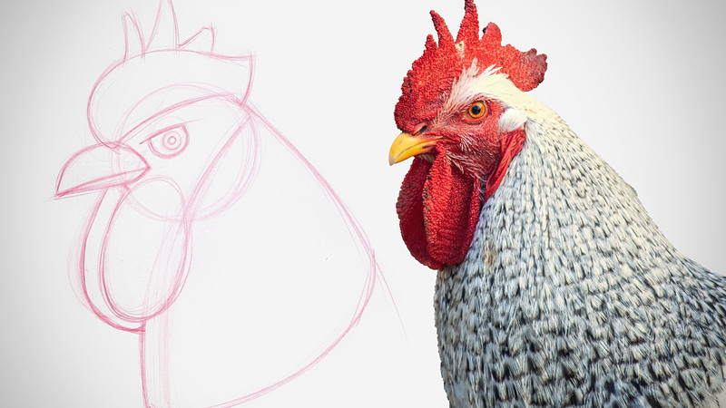 Proko - Demo - Simple Animal Portraits - Level 1