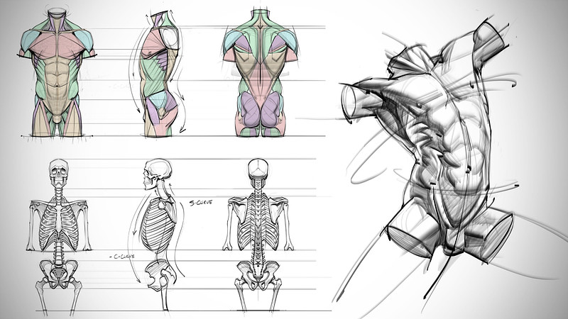 Proko - Drawing the Male Torso: Anatomy Deep Dive