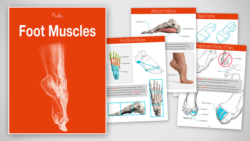 Proko - eBook: Foot Muscles