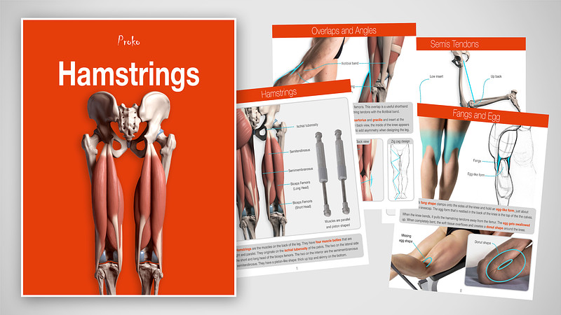 Proko - eBook: Hamstrings