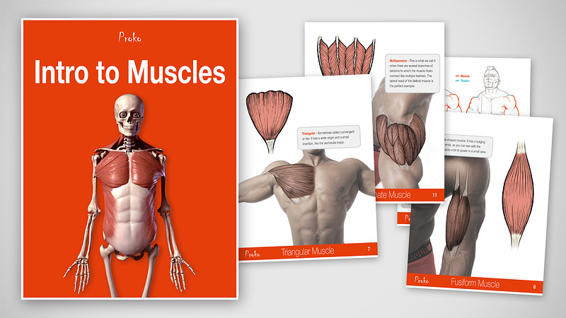 Proko - eBook: Intro to Drawing Muscles