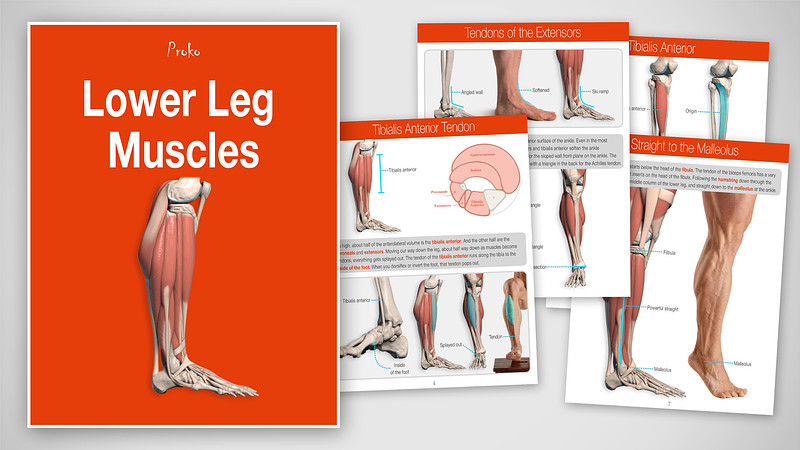 Proko - eBook: Lower Leg Muscles