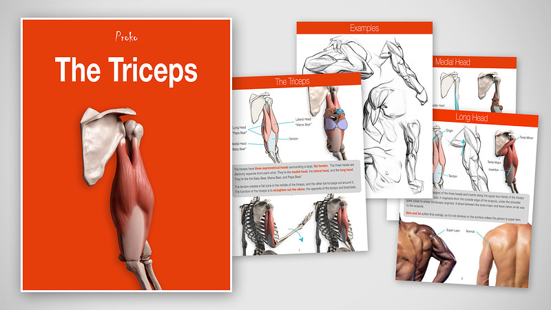 Proko - eBook: The Triceps