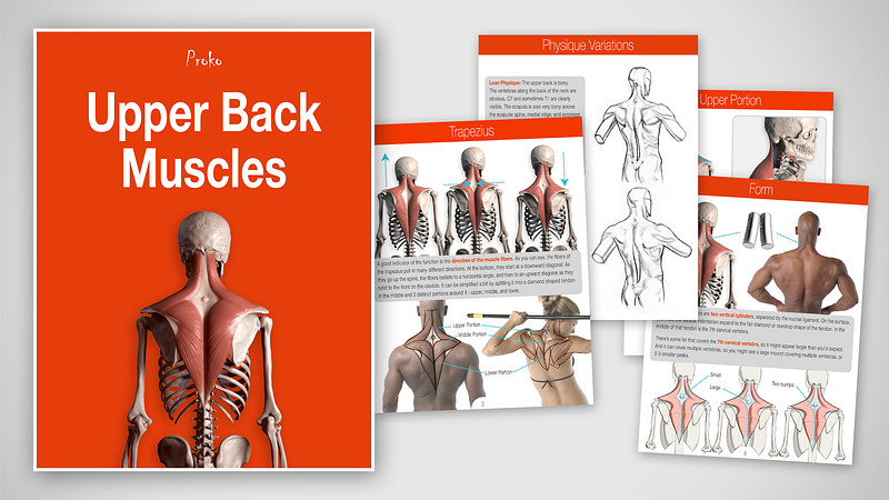 Proko - eBook: The Upper Back Muscles