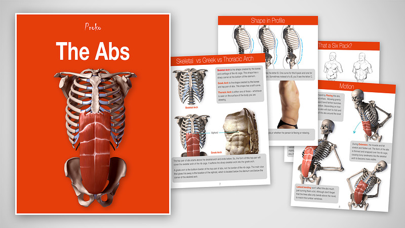 Proko - eBook: The Abs