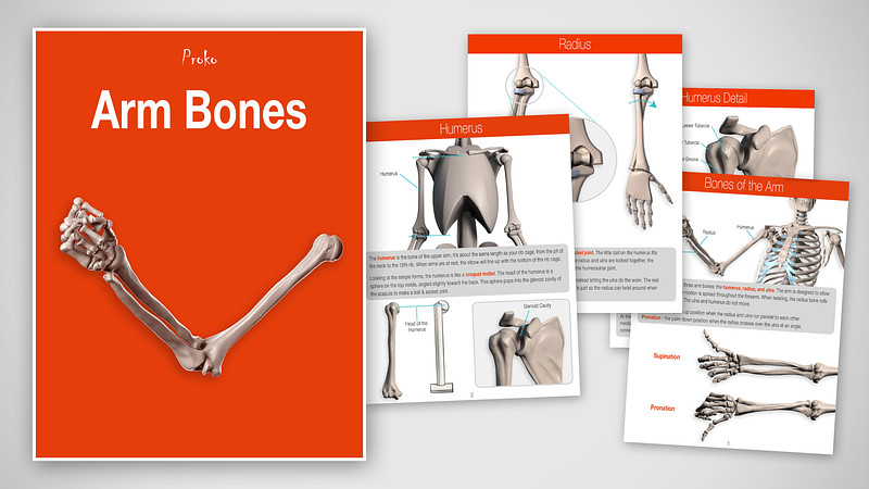 Proko - eBook: The Arm Bones