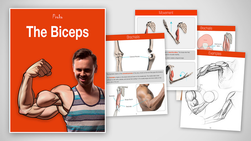 Proko - eBook: The Biceps