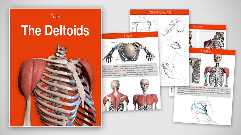 Proko - eBook: The Deltoids