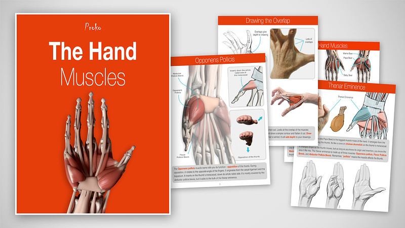 Proko - eBook: The Hands Part 1