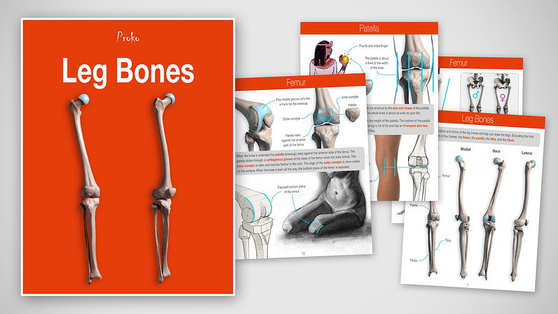 Proko - eBook: The Leg Bones