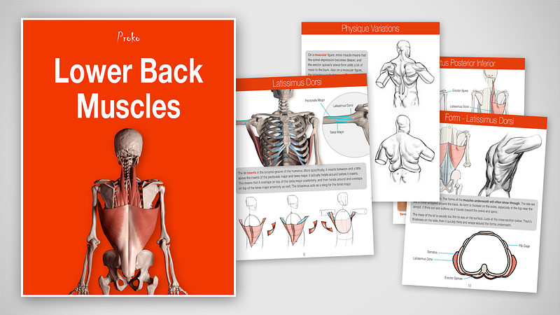 Proko - eBook: The Lower Back Muscles