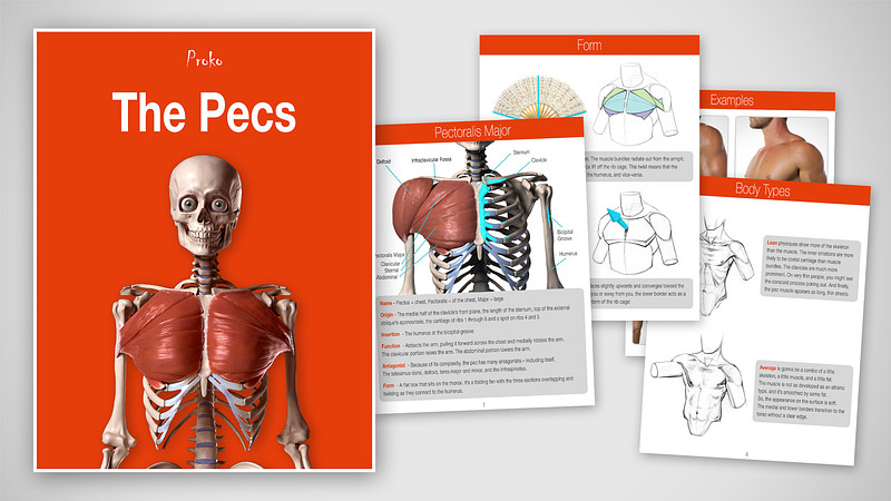 Proko - eBook: The Pecs