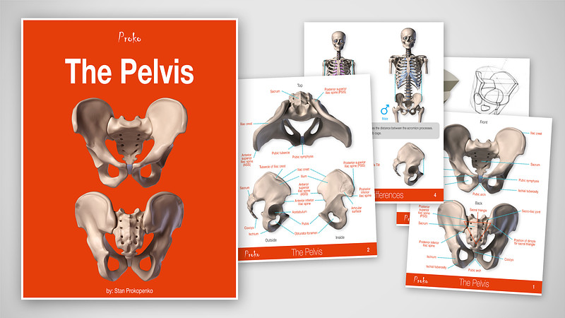 Proko - eBook: The Pelvis