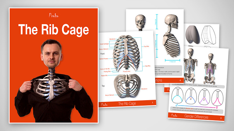 Proko - eBook: The Rib Cage