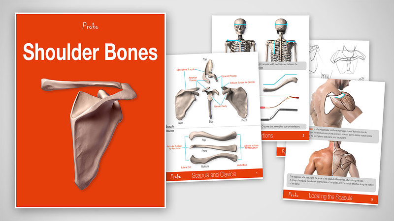 Proko - eBook: The Shoulder Bones