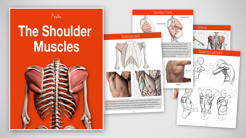 Proko - eBook: The Shoulder Muscles