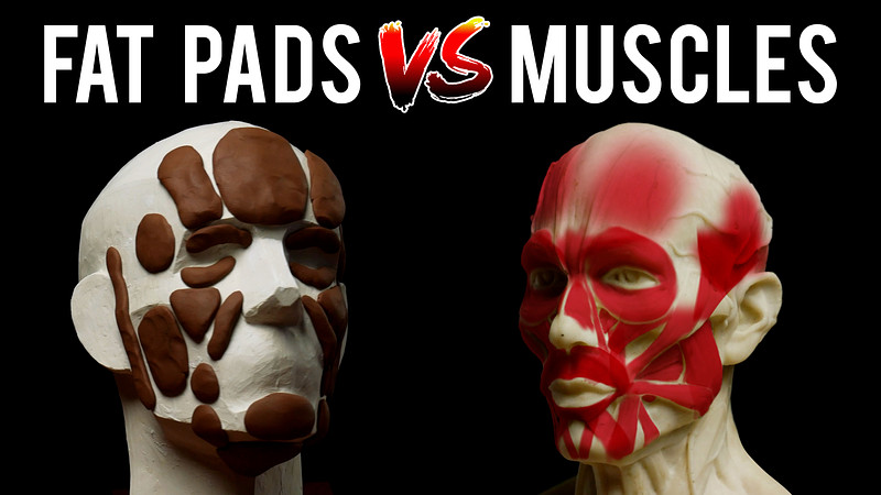 Proko - Fat Pads VS Muscles of the Face