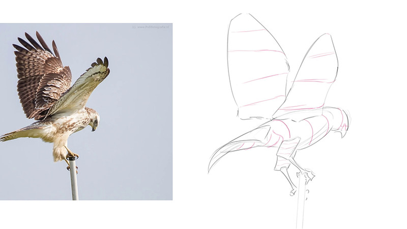 Proko - Flying Animals