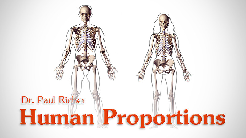 Proko - Human Proportions – Average Figure