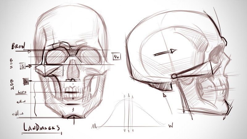 Proko - Head Proportions Made Easy