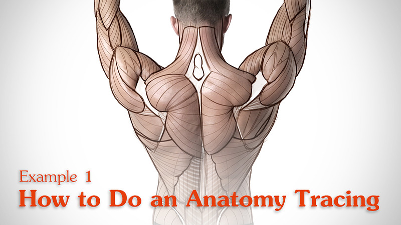 Proko - How to Do an Anatomy Tracing