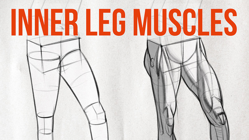 Proko - How to Draw Legs – The Adductors