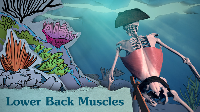 Proko - How to Draw Lower Back Muscles – Anatomy and Motion