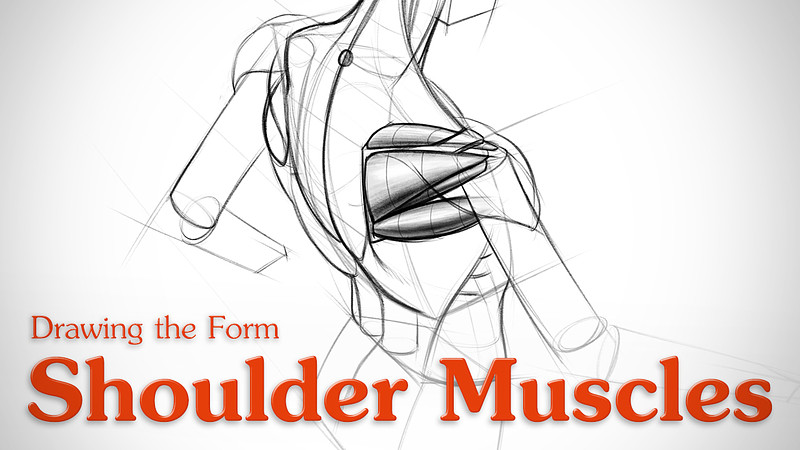 Proko - How to Draw Shoulder Muscles – Form