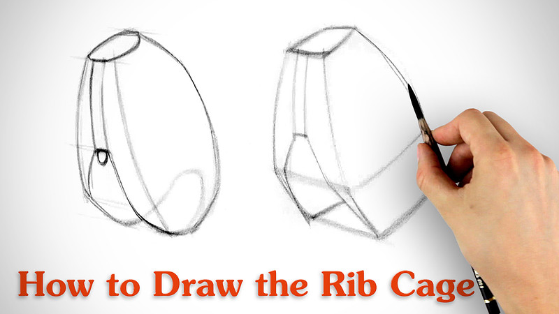 Proko - How to Draw the Rib Cage