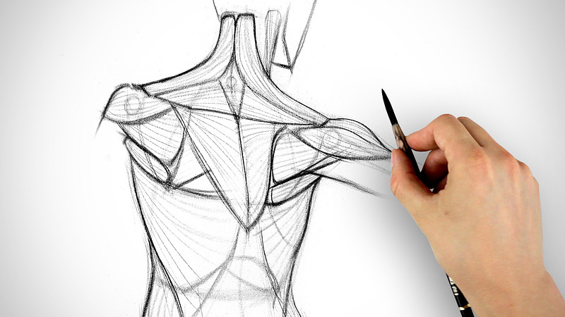 Proko - How to Draw the Shoulder Bones