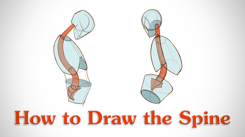 Proko - How to Draw the Spine