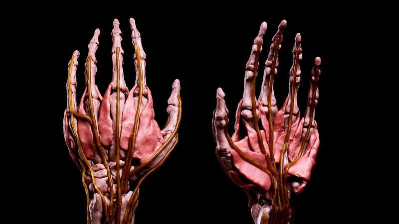 Proko - How to Sculpt Hand Tendons
