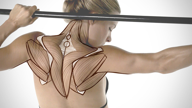 Proko - Identifying the Shoulder Muscles