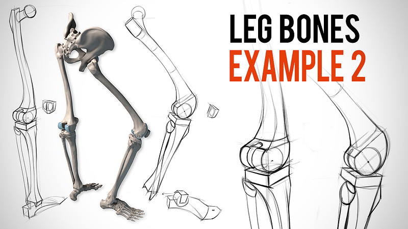 Proko - Leg Bones Assignment Example 2