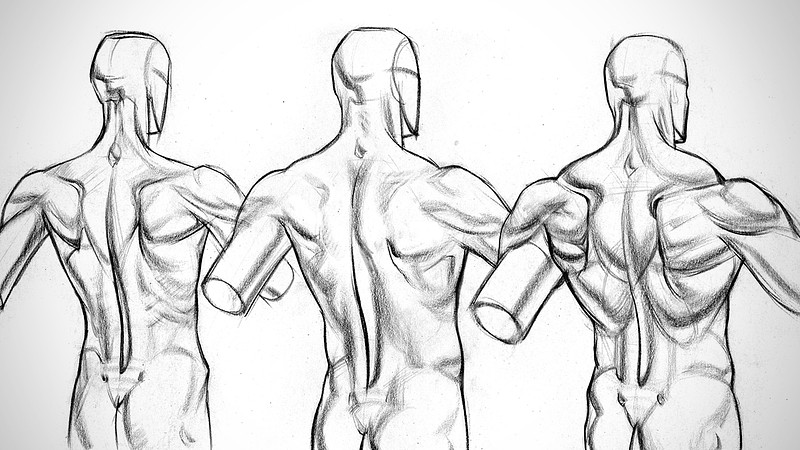 Proko - Physique Variations of the Lower Back Muscles