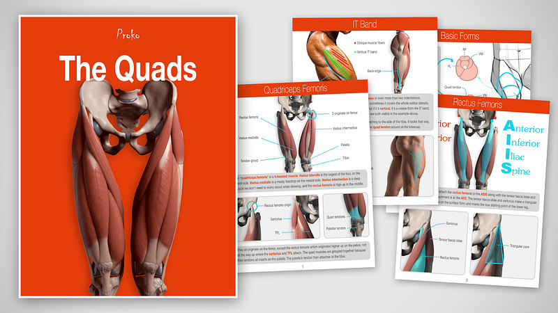 Proko - eBook: Quadriceps
