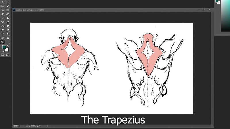 Proko Trapezius Back View