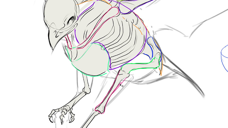 Proko - Understanding Animal Anatomy