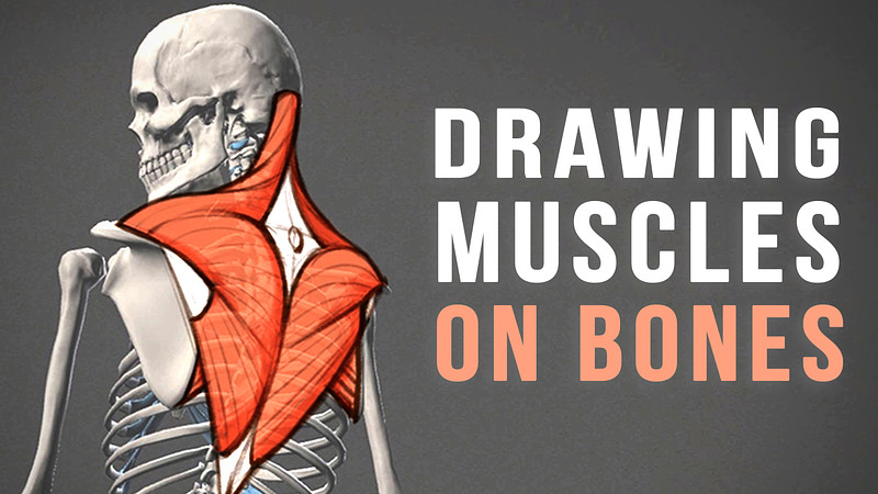 Proko - Upper Back Assignment Examples - Draw Skelly