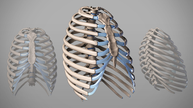 Proko - 3D Model: Male Rib Cage