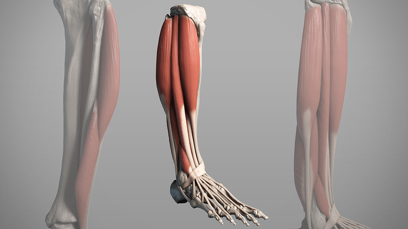 Proko - 3D Model: Anterolateral Muscles